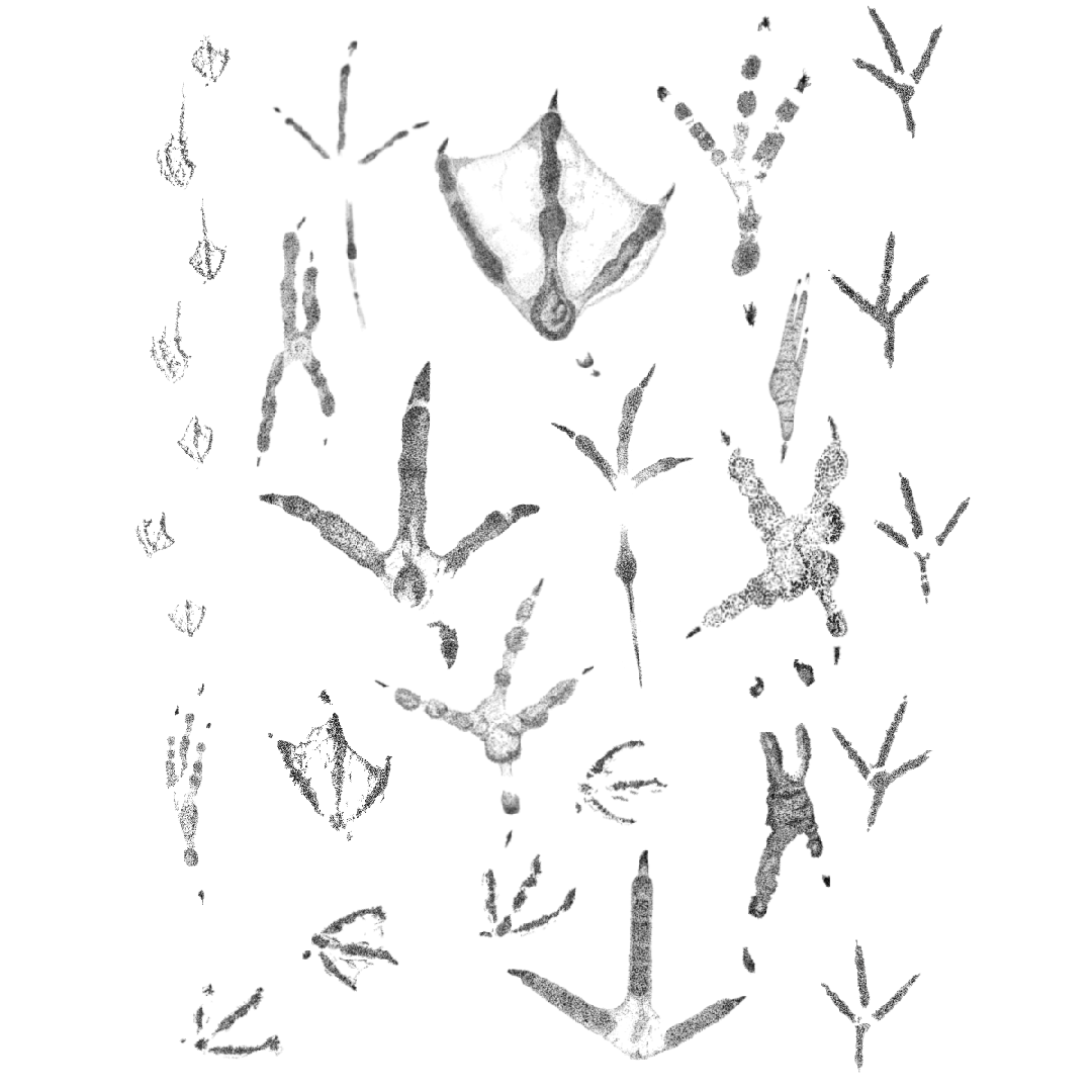 Bird tracks – David Wege Nature